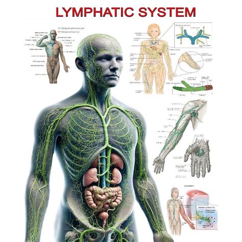 Lymphatic System Poster Comprehensive Overview With Anatomy And Common