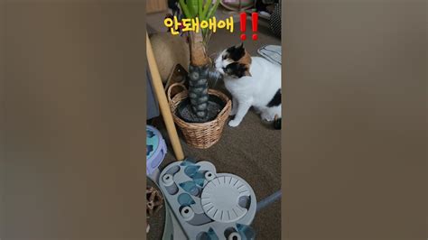 대화로 풀자응⁉️고양이cat Kitten Youtube