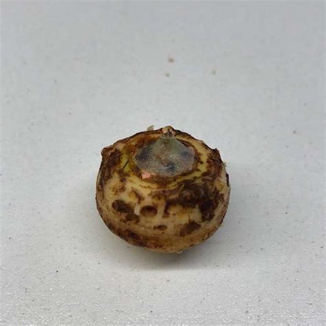 山野草テンナンショウ天南星野方産マイヅルテンナンショウ舞鶴天南星Mサイズ 1球入り 3号1ポット休眠株の通販はau PAY