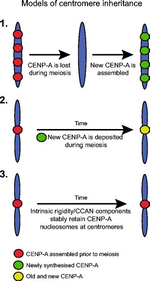 Models For Centromere Inheritance Through The Germline Three Models