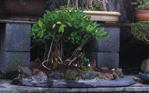 Clump Style Bonsai A Captivating Art Form For Nature Enthusiasts