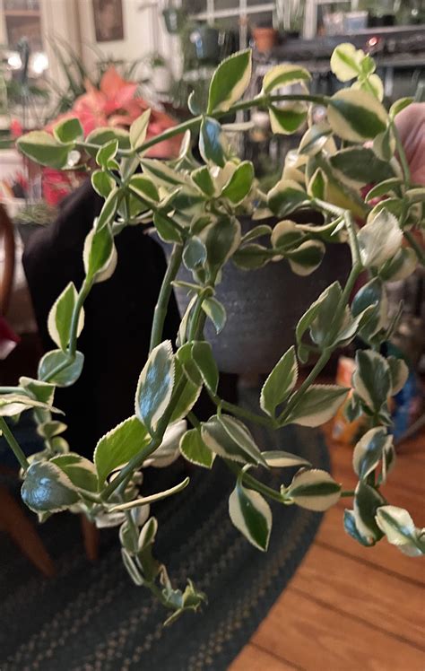 Please Help Id Rsucculents