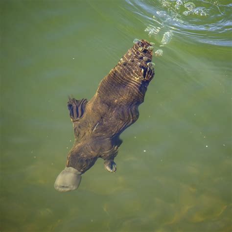 The One And Only Platypus An Egg Laying Venomous Fluorescent Mammal