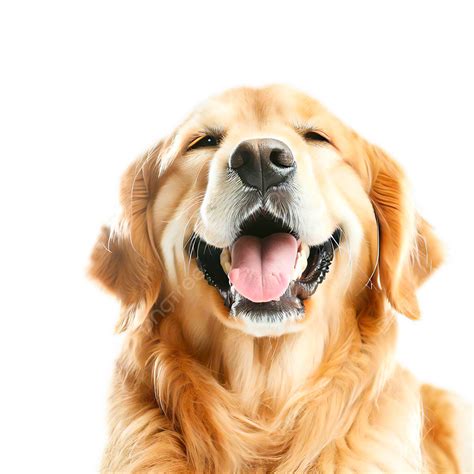 Cachorro Fotos E Imagens Para Baixar Grátis🥢 Conheça As Melhores Estratégias De Apostas Em Jogos