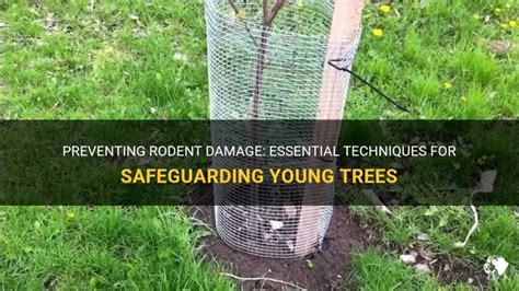 Preventing Rodent Damage Essential Techniques For Safeguarding Babe Trees PetShun