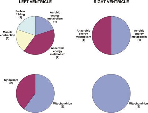 Functional Categorization And Subcellular Localization Of Significantly