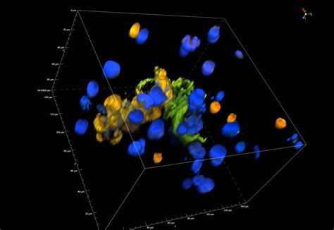 New Drug Randd Service Accurate Technology Platform Of Organoid In