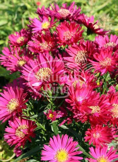Aster Glattblatt Aster Royal Ruby‘ 6 25