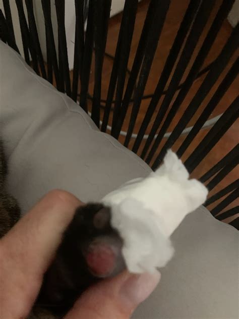 I Believe My Cat Has Pododermatitis I Have Been Trying To Treat It