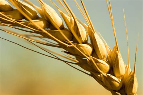 Idaho Wheat Commission News Idaho Wheat Commission Elects Officers
