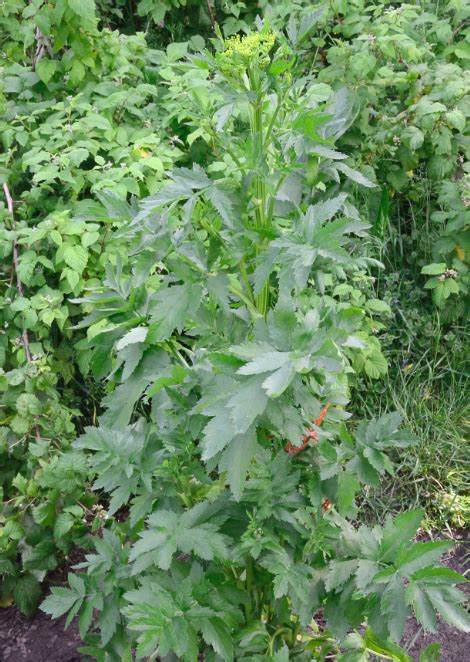 Wild Parsnip