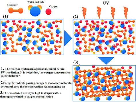 Proposed Radical Photo Polymerization Induced By Uv Radiation Download Scientific Diagram
