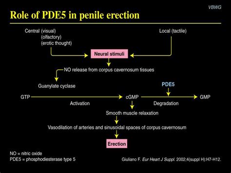A Unifying Model Of Peripheral And Coronary Vascular Disease Ppt Download