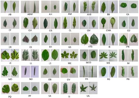 Figure 1 From Improved Medicinal Plant Leaf Classification Using