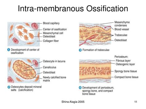 PPT The Skeletal System Bone Tissue PowerPoint Presentation Free