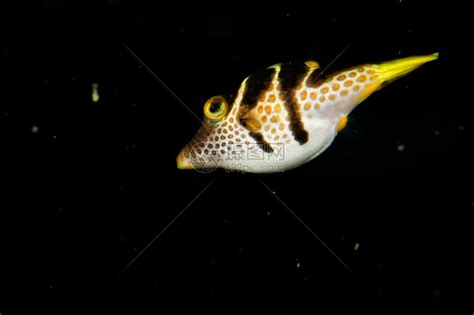 盒子鱼在黑色背景中看着你时特写肖像高清图片下载 正版图片503635278 摄图网