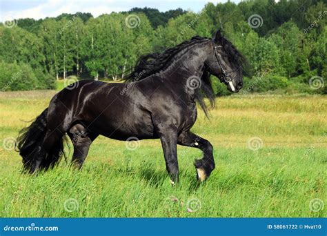 Retrato De Cavalo Movente Do Preto Do Frisão Foto De Stock Imagem De