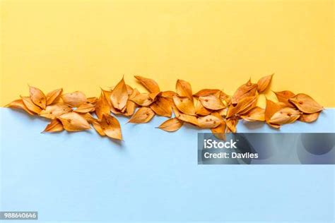 노란색 건조의 두 가지 색상으로 배경 분할 나뭇잎 노랑 및 파랑 꽃 식물에 대한 스톡 사진 및 기타 이미지 꽃 식물 노랑 디자인 Istock