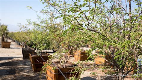 Cascalote Tree — Gdnc Nursery