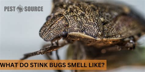 What Do Stink Bugs Smell Like Pest Source