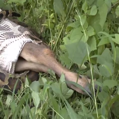 Python Swallows Sambar Deerpython Swallows Sambar Deer By Liver 13