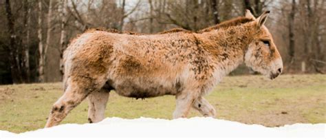 Persian Onager