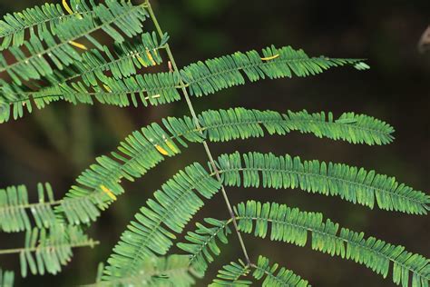 Acacia Caesia L Willd 1806 藤相思樹 201538牛伯伯蝴蝶園 Tyus Ma Flickr