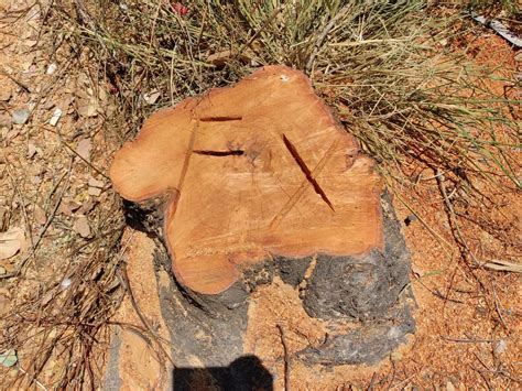 Red Árbol on Twitter Por qué talaron este árbol afuera de su