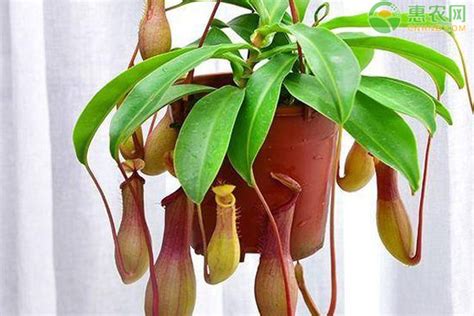 猪笼草的养殖方法和注意事项 农技学堂 惠农网