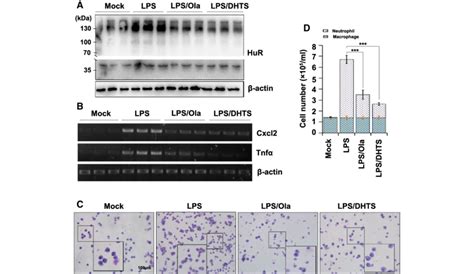 Parp1 Regulates Inflammatory Gene Expression By Increasing Hur