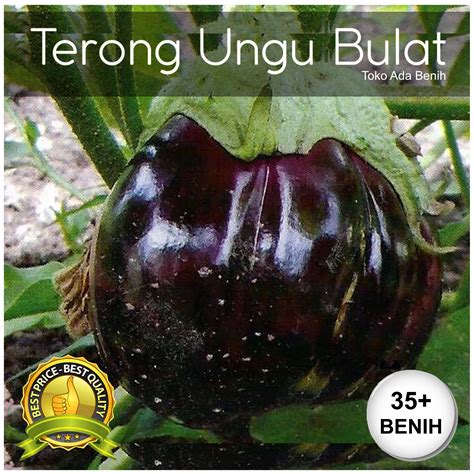 Benih Biji Terong Ungu Bulat Terung Ungu Bulat 35 Biji Lazada