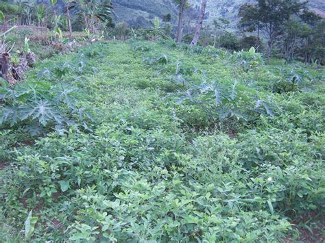 Penjelasan Tanaman Tumpangsari Polyculture Lengkap Dengan