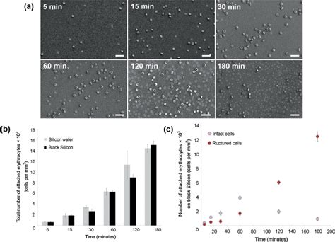 Time Dependent Erythrocyte Interactions With Bsi Nanopillar Arrayed Download Scientific Diagram