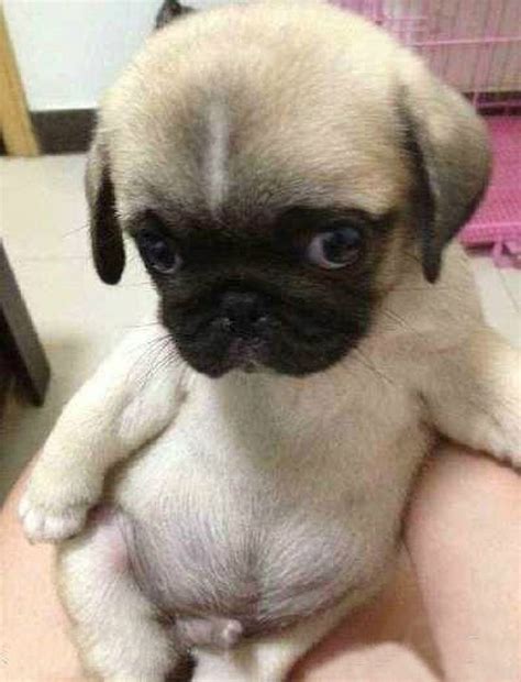 12 Pictures Of Cute Pugs And The Faces They Make