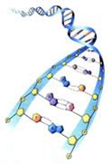 DNA Características e definição do DNA Brasil Escola