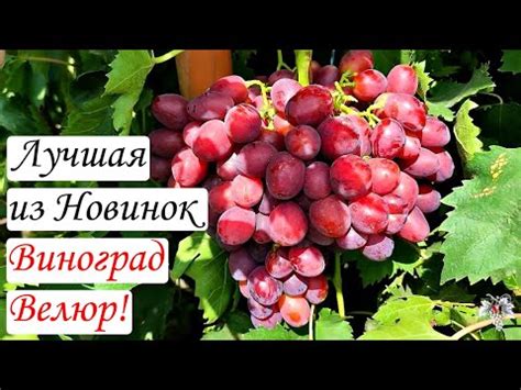 Лучшая из новинок! Виноград Велюр - YouTube