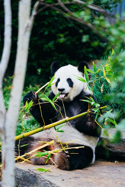 Pandas Profiling And Sweetviz Towards Data Science