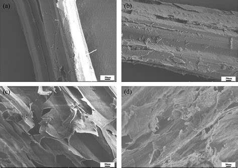 Sem Of Corn Stover Treated In Different Ways A Untreated B Download Scientific Diagram