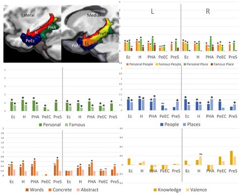 Responses To Proper And Common Names In Subdivisions Of Medial Temporal