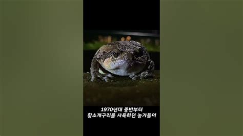 정신나간 황소개구리가 한국 생태계를 망친 진짜 이유는 Youtube