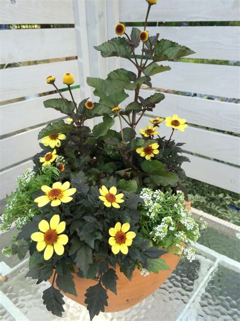 スピランサス 寄せ植え倶楽部ブログ