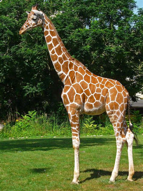 Nubian Giraffe