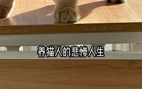 养猫人的悲惨人生 阿梨梨的动物园 阿梨梨的动物园 哔哩哔哩视频