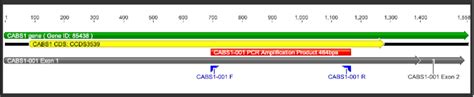 Cabs1 Schematic Representation With The Tailored Primers This Genes