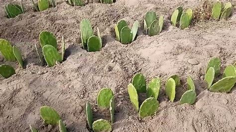 Guía Definitiva Cuándo Y Cómo Sembrar El Nopal Con éxito ︎