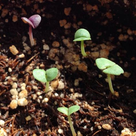 5 Growing Tips For New Organic Gardeners Elephant Journal