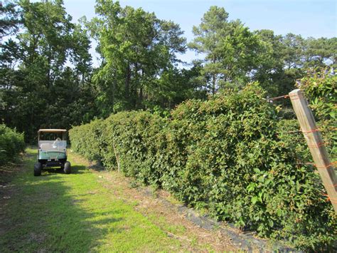 Trellis Plans For Blackberries