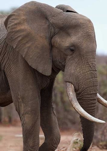 Tantor “adult” Fan Casting For Tarzan 2024 Mycast Fan Casting