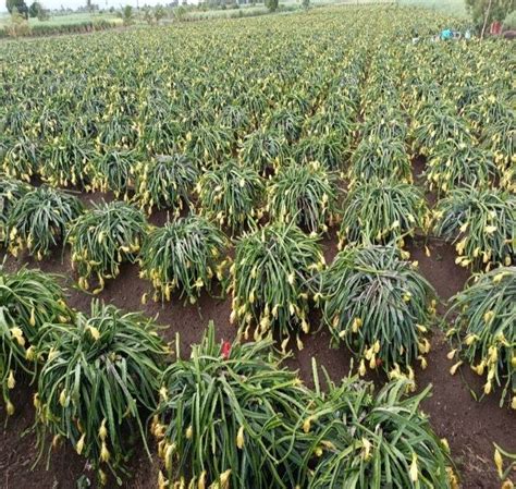 Dragon Fruit Mature Plant Download Scientific Diagram