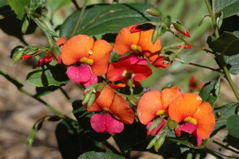 Chorizema Cordatum Kings Park
